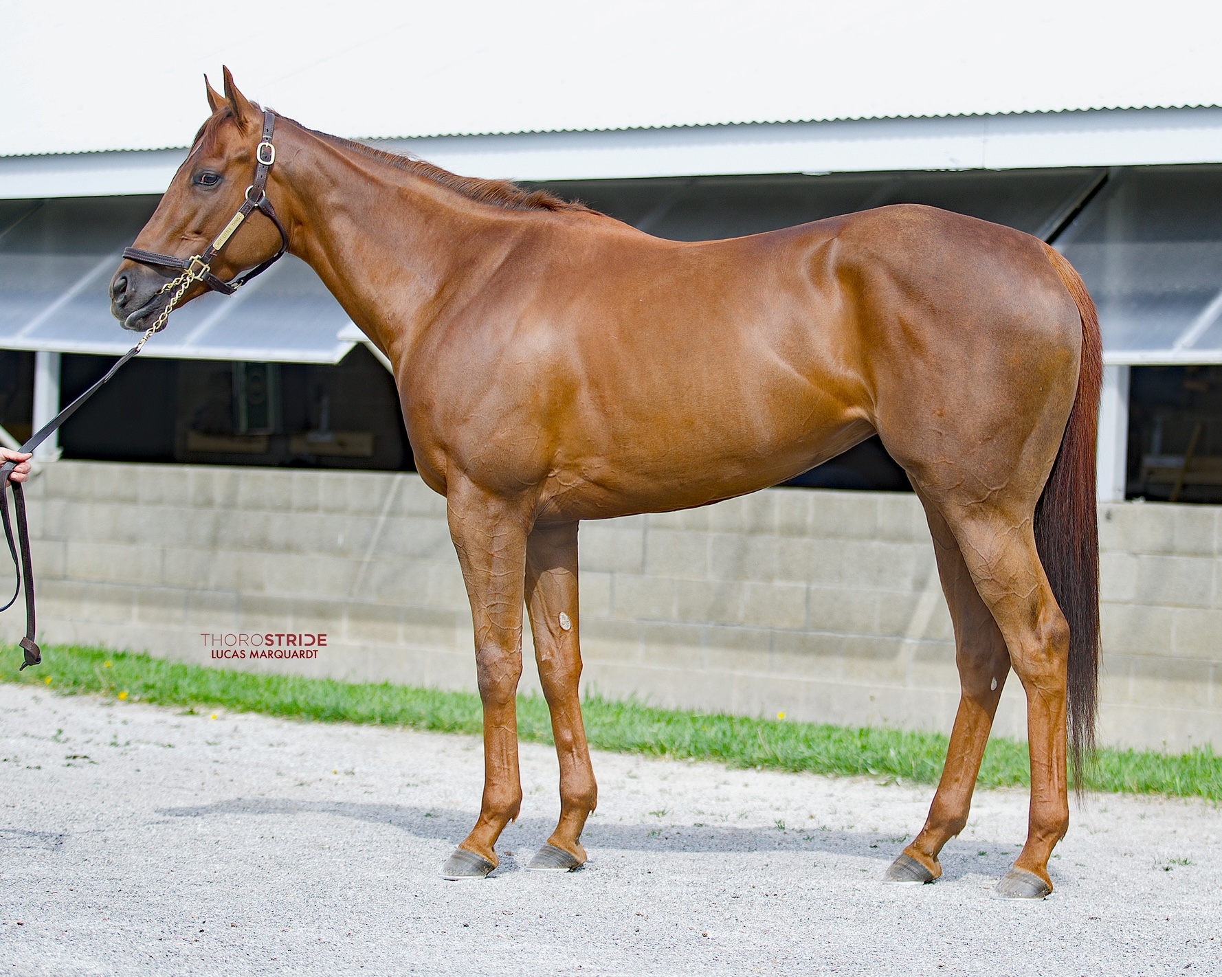 Sales | Highgate – Premier Thoroughbred Consignment