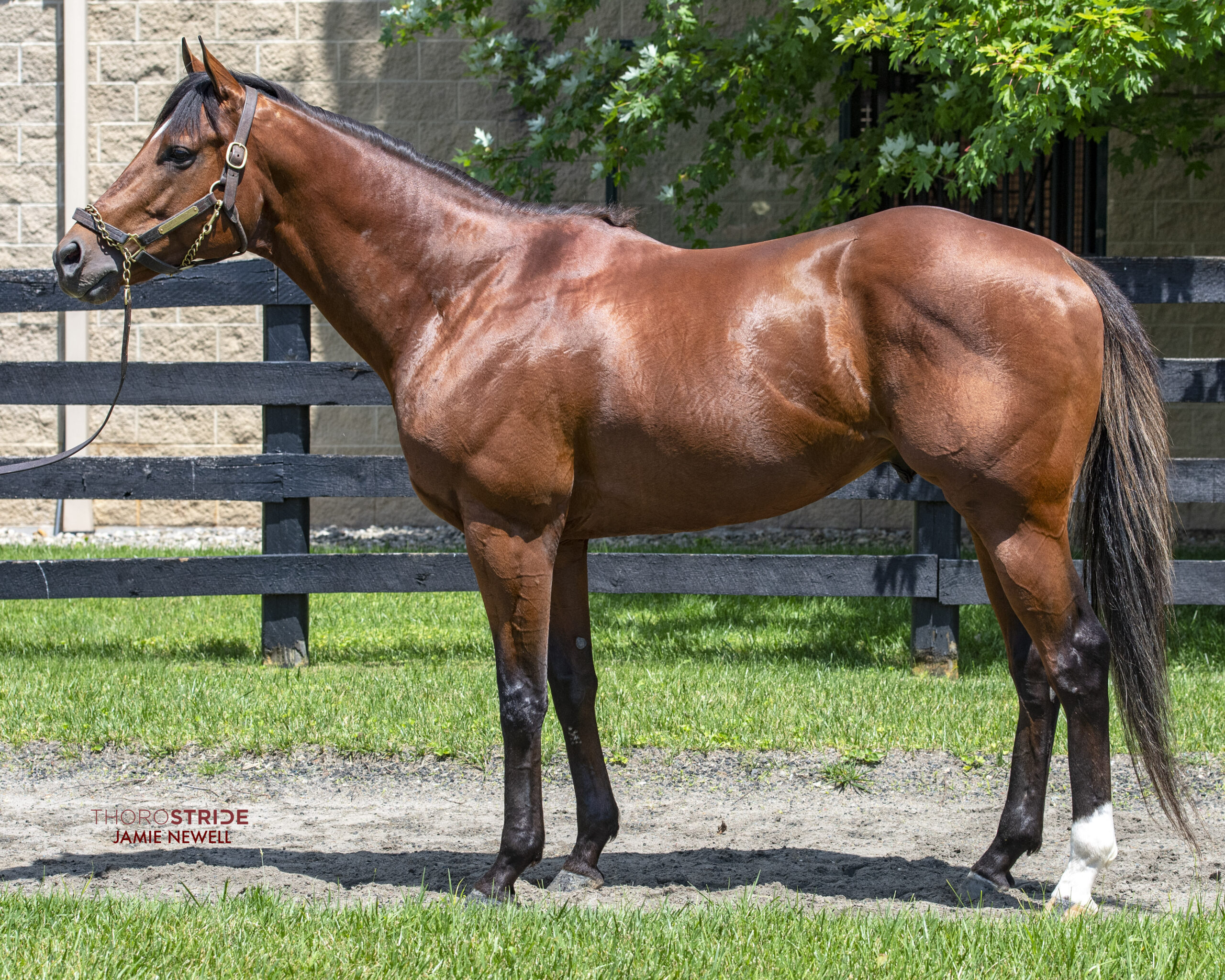 Sales | Highgate – Premier Thoroughbred Consignment